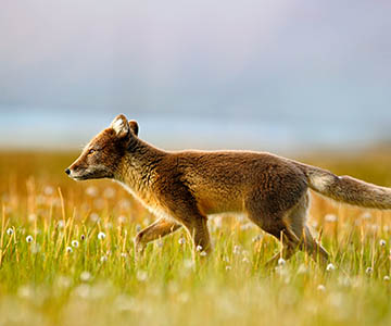 Kalix - Swedish Lapland